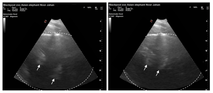 Major milestone for the pregnant elephants at Blackpool Zoo - Visit ...
