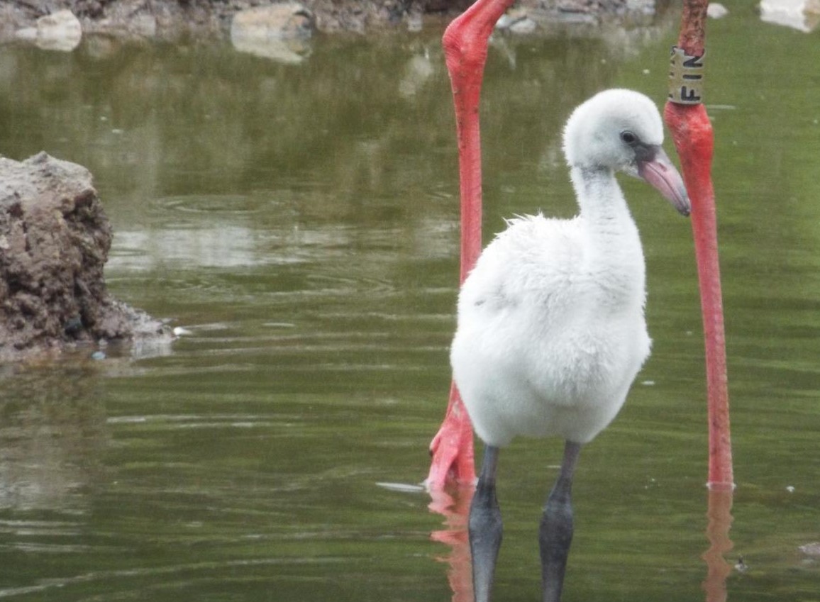 Fluffy flamingo marks feathery first for Blackpool Zoo - Visit Lancashire