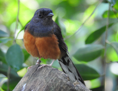 Blackpool Zoo to welcome some of the world’s rarest birds - Visit ...