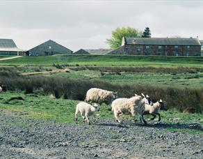 Morecambe Bay - Visit Lancashire