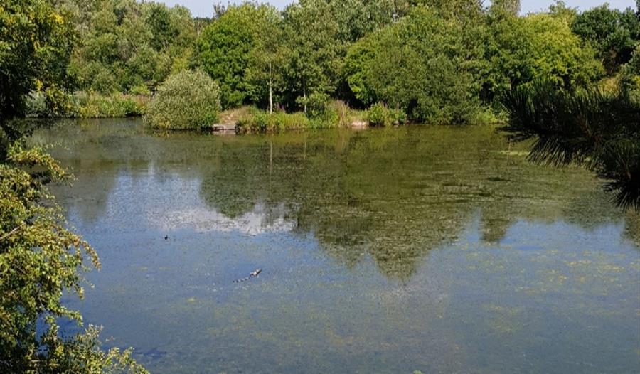 Longton Brickcroft Nature Ramble - Walking Route in Longton, Longton ...