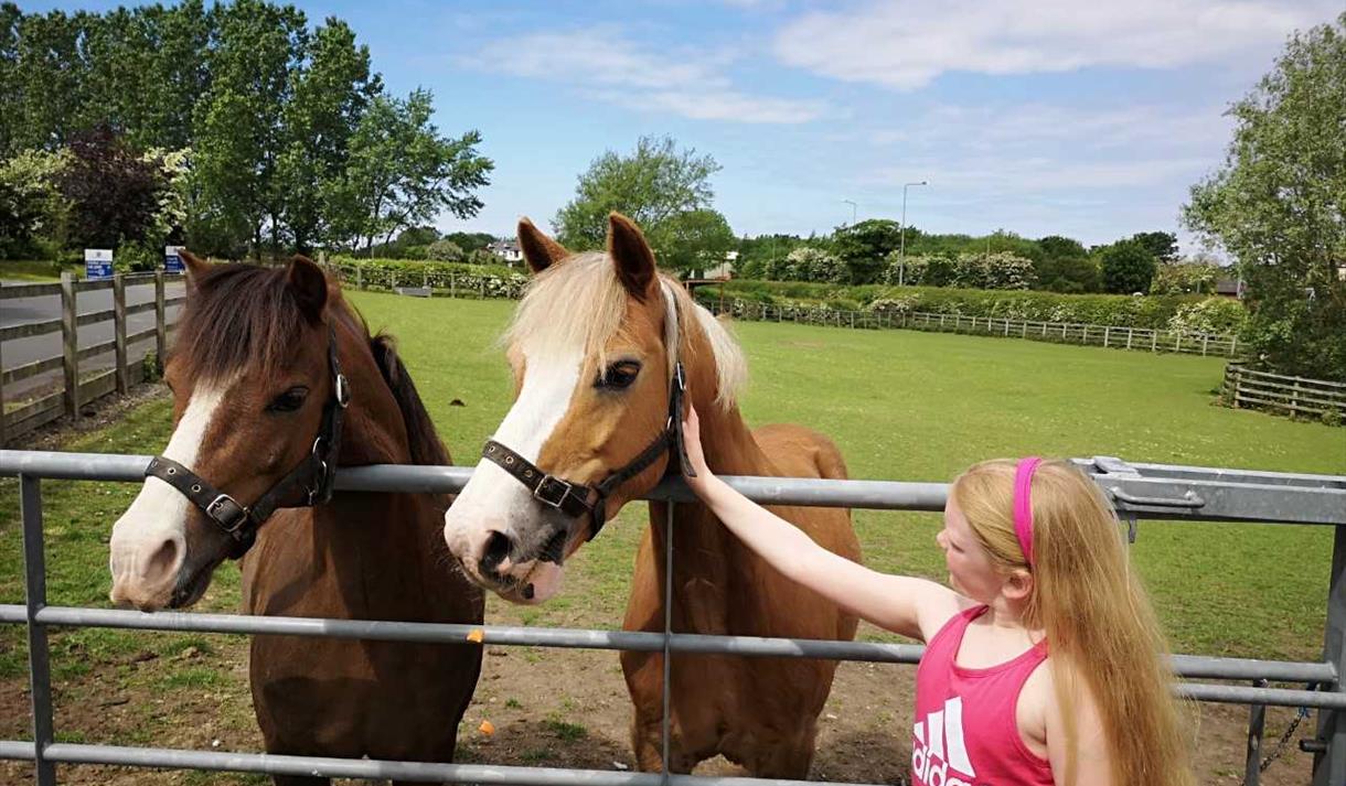 World Horse Welfare Penny Farm - Farm in Blackpool, Peel - Visit Lancashire